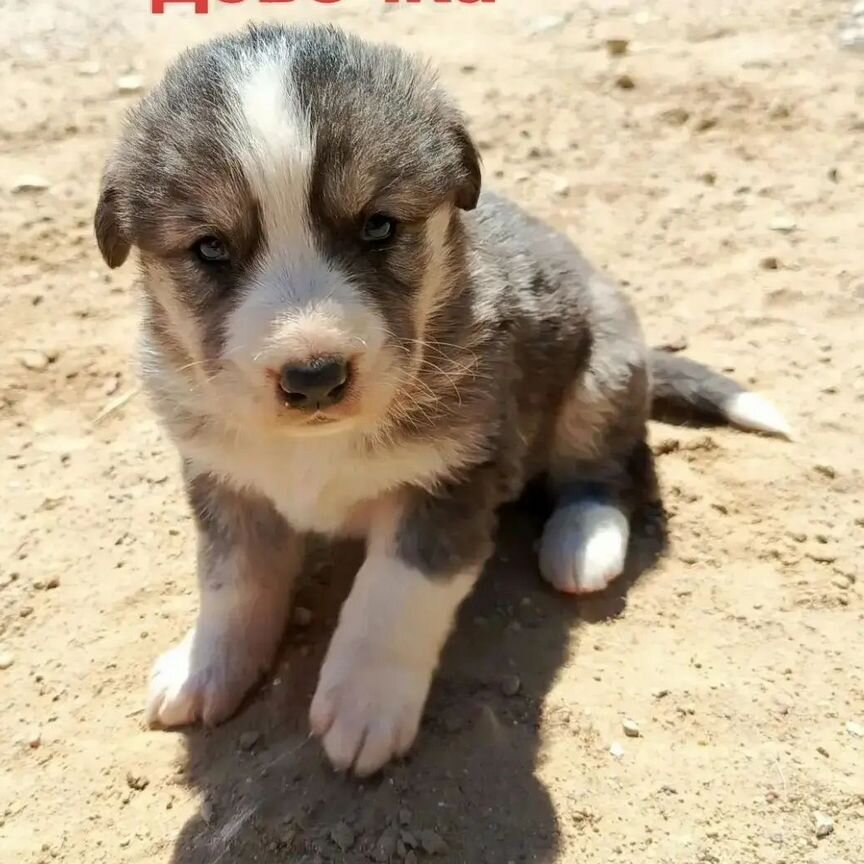 Щенок в добрые руки