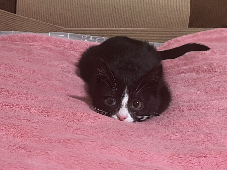 Котенок 5мес ищет дом