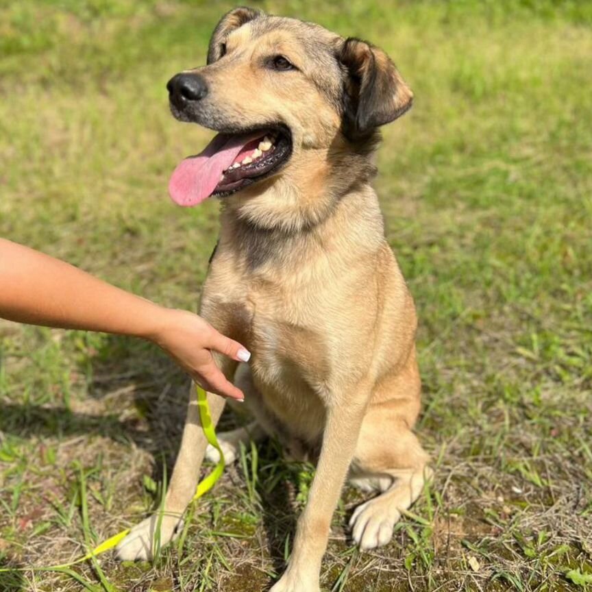 Собачка в добрые руки