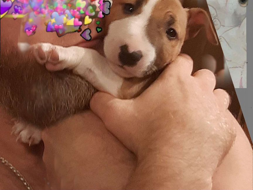 Минюшка рыжая