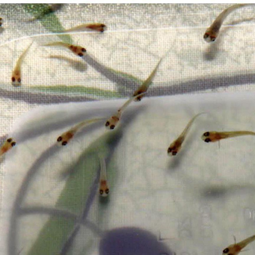 Мальки гуппи