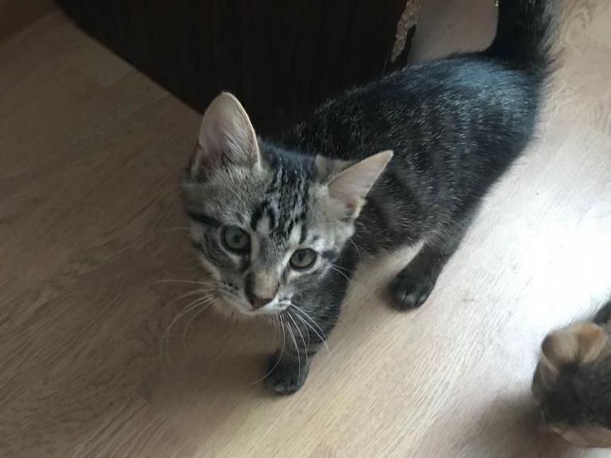 Очень нужны добрые ручки котенку