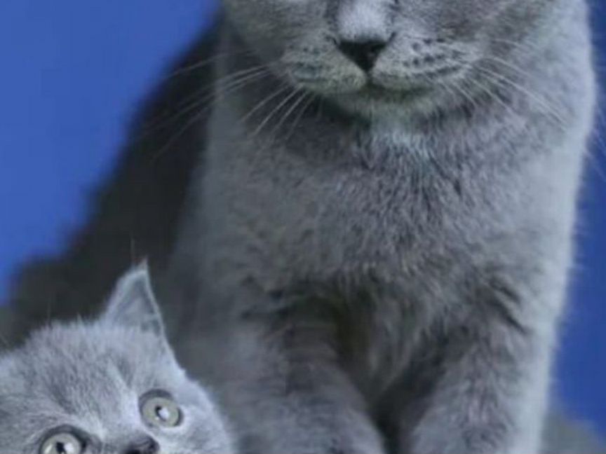 Котёнок метис британец
