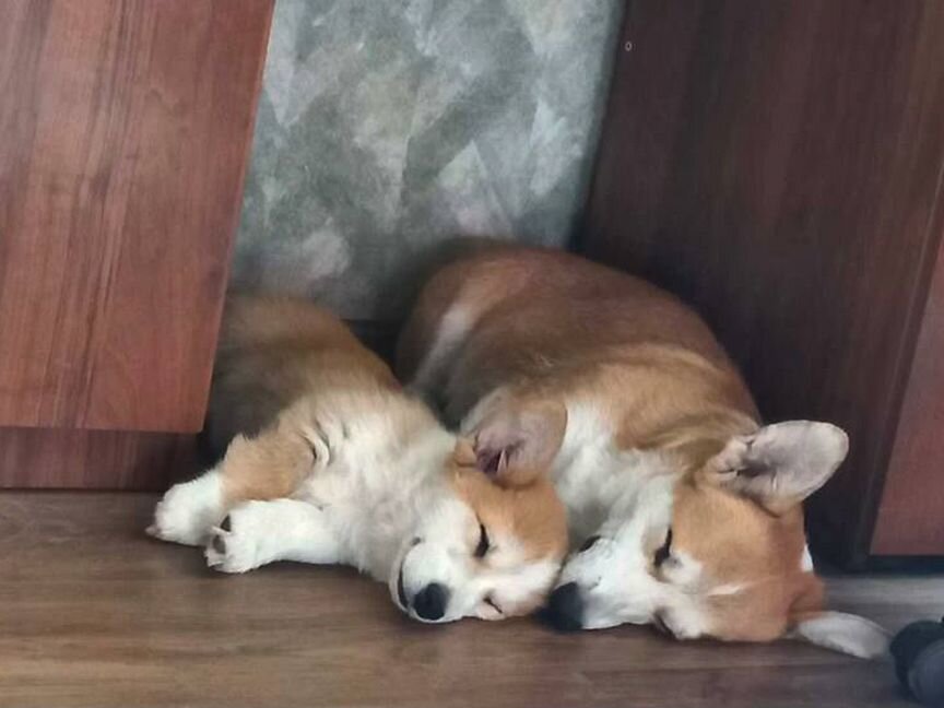 Социализированные корги