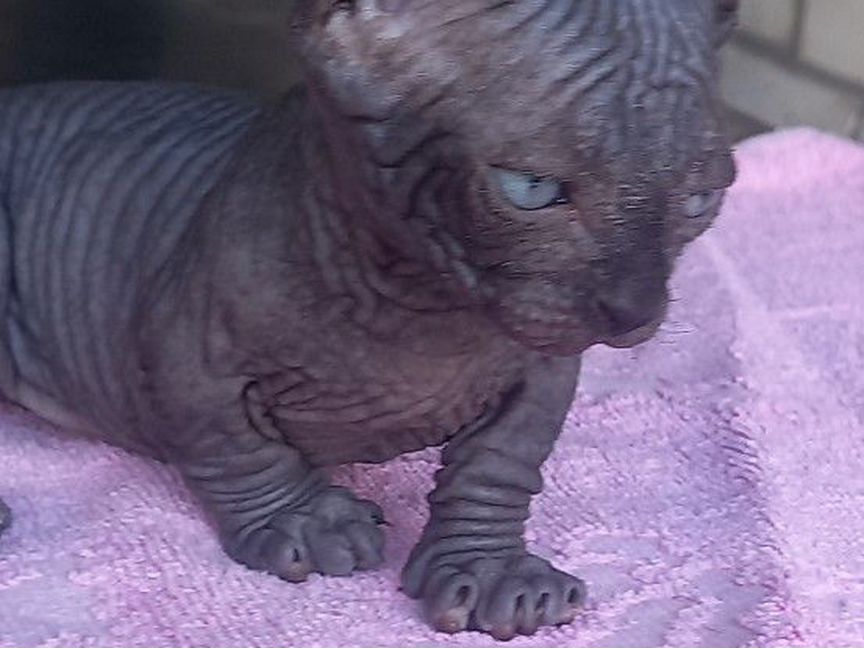 Двэльф котик