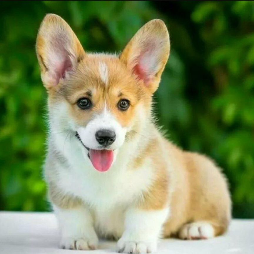 Вельш-корги пемброк