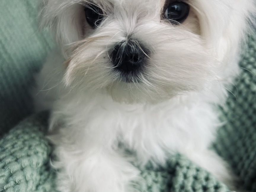 Мальтийская болонка. Мальчик