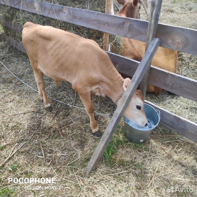 Бычок чистопородный Джерси