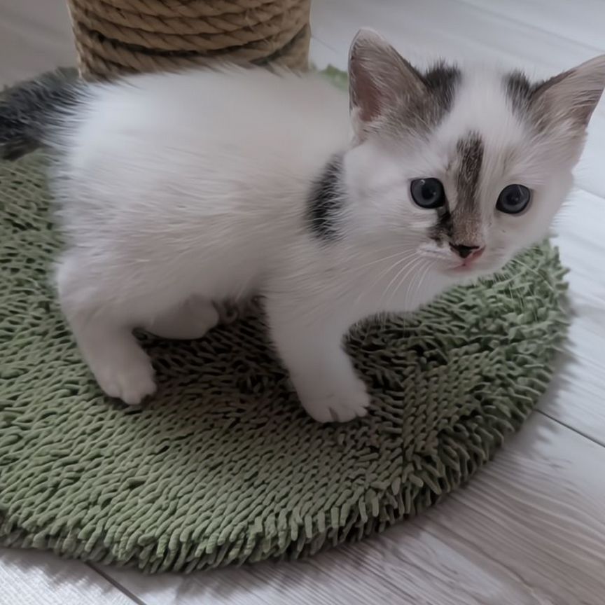 Котёнок от частного владельца