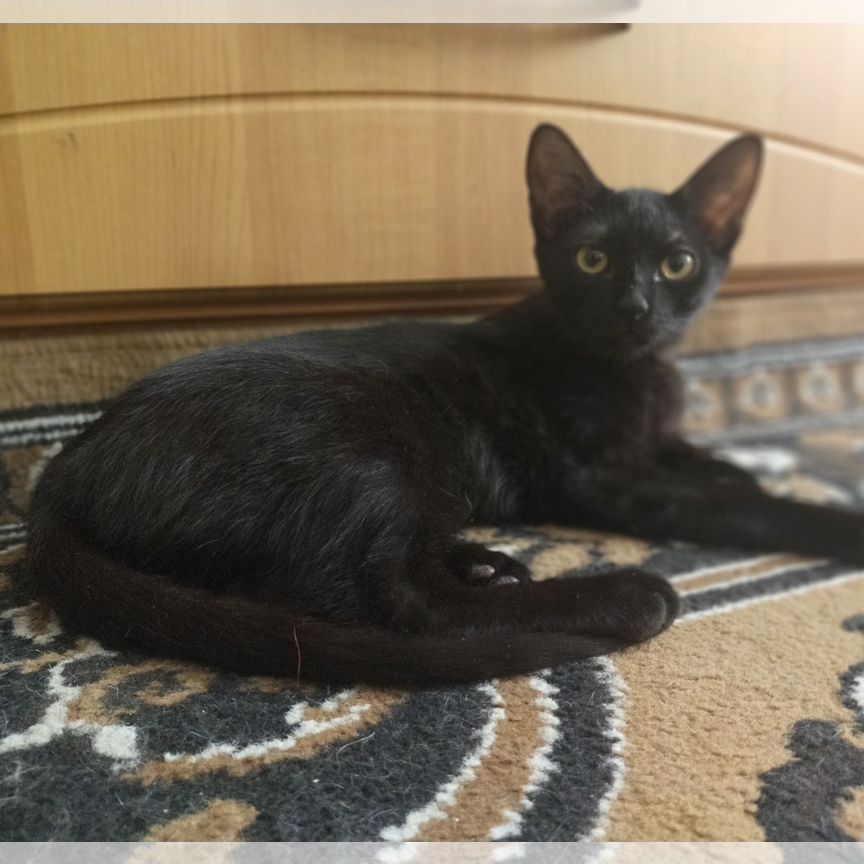 Котёнок в добрые руки