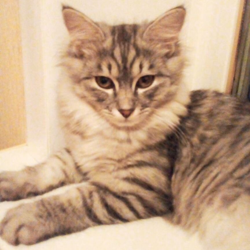 Отдам даром кота
