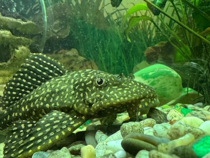 Аквариумная рыба анциструс сом прилипала