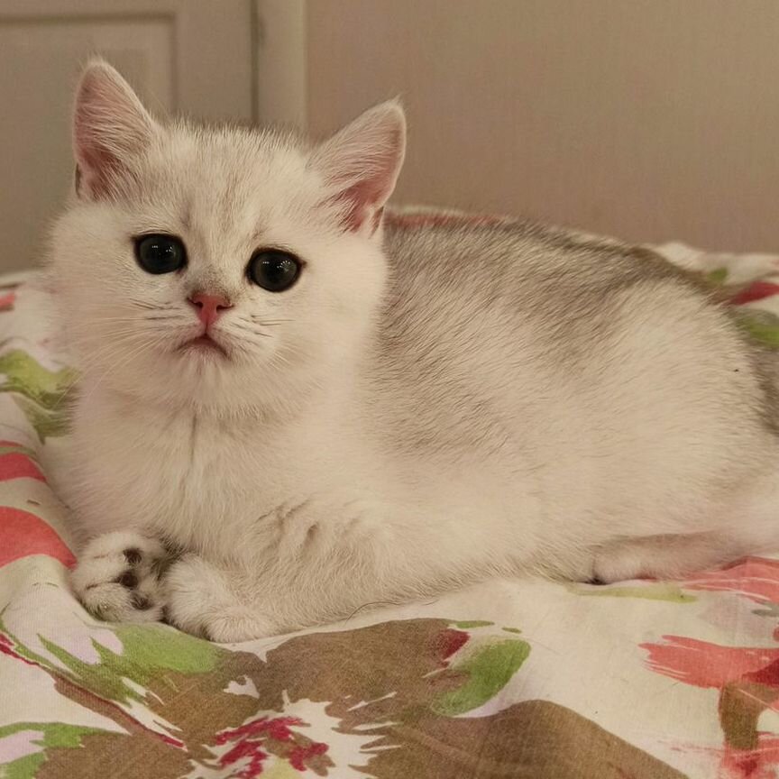 Британский короткошёрстный котёнок