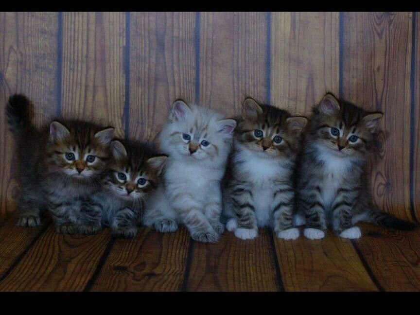 Продам котят