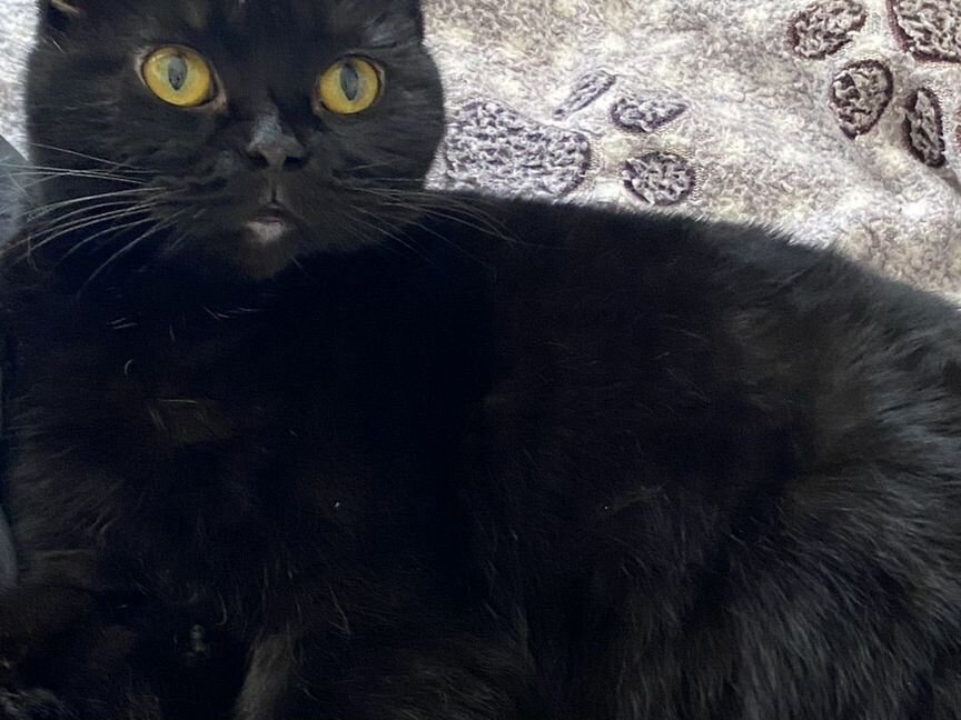 Кошки в добрые руки бесплатно