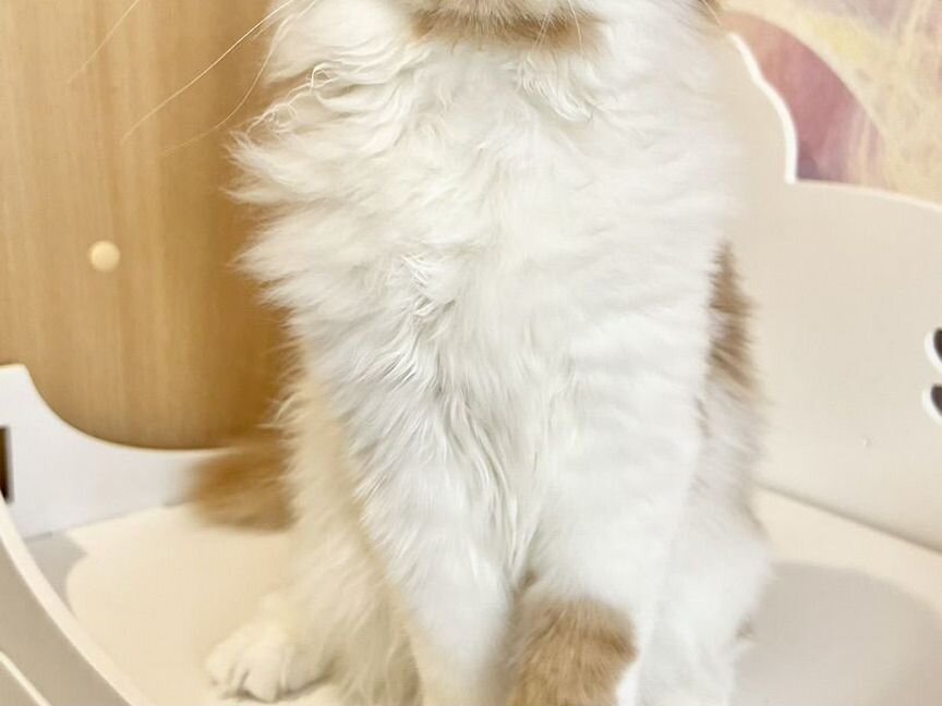 Шотландский котенок