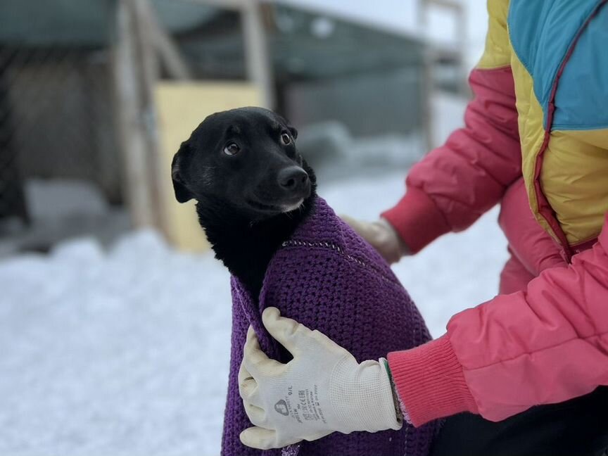 Девочка щенок в квартиру. Ищем добрые руки