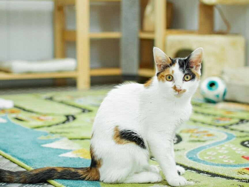 Кошка в добрые руки