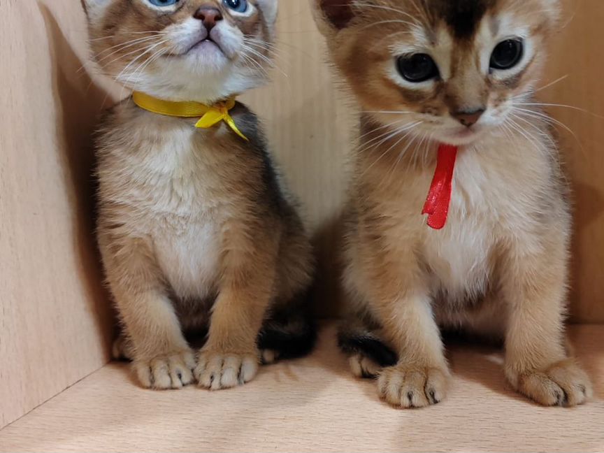 Абиссинские котята