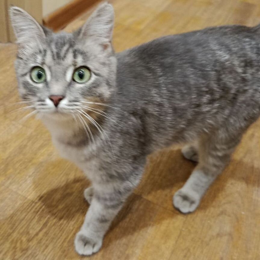 Взрослая, кошка в добрые руки