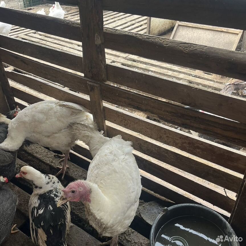 Продаю индюков и цецарок