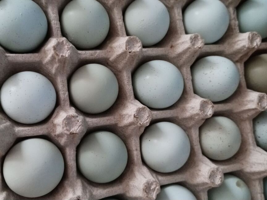 Яйца перепелиные инкубационное