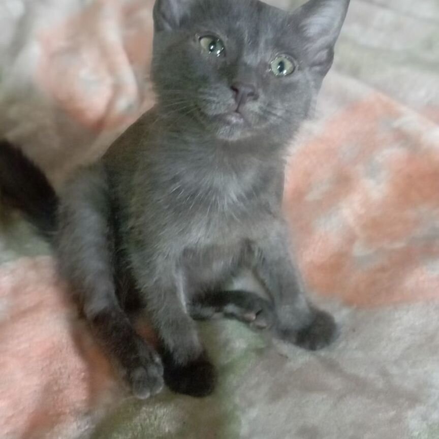 Котята отдам бесплатно в добрые руки