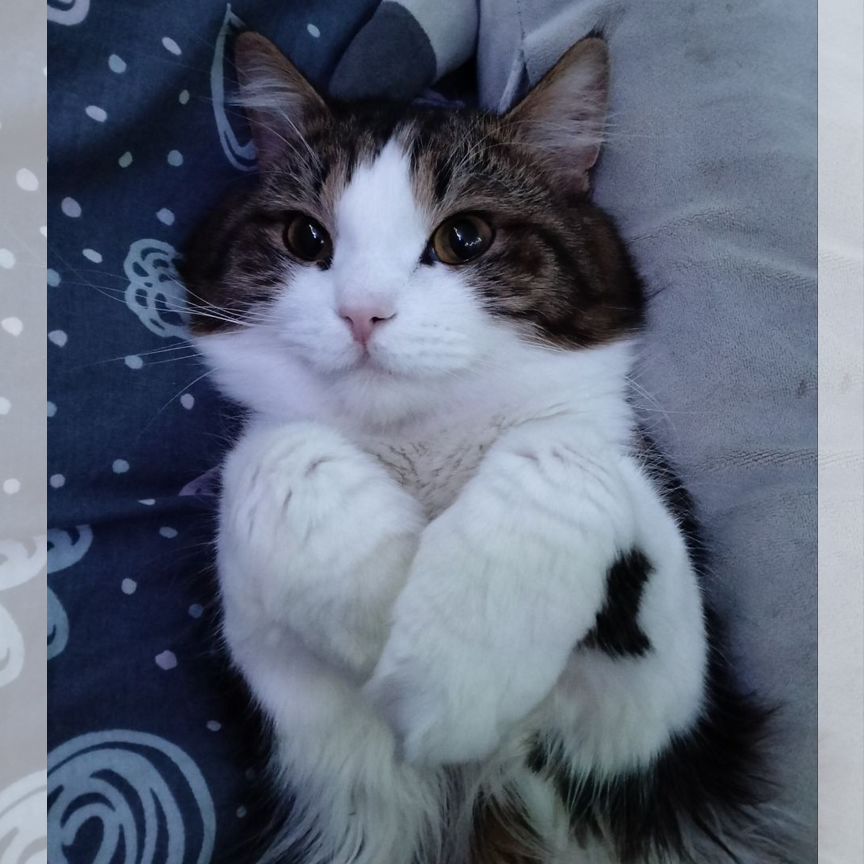 Сибирский, взрослый кот