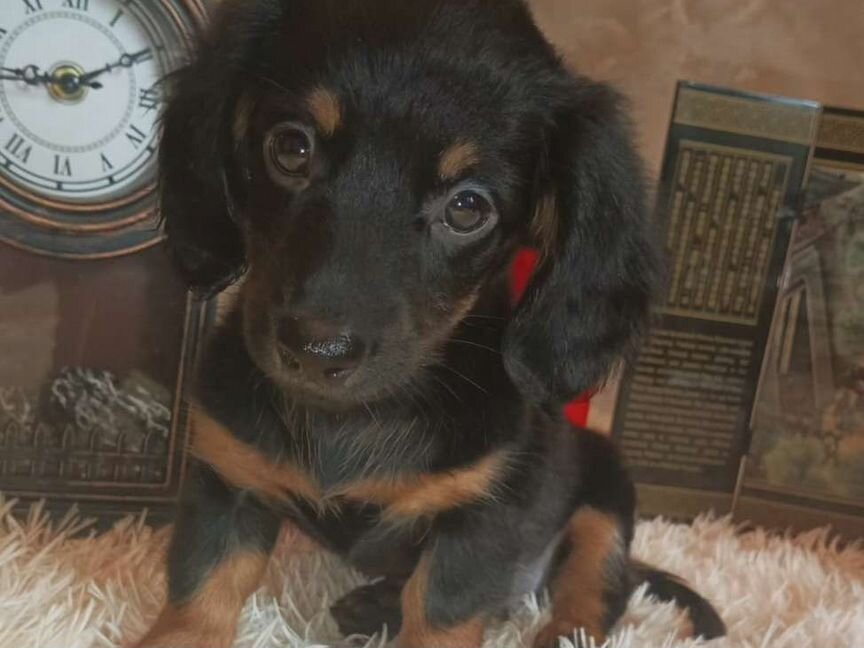 Плюшевые кутята, щенки таксы