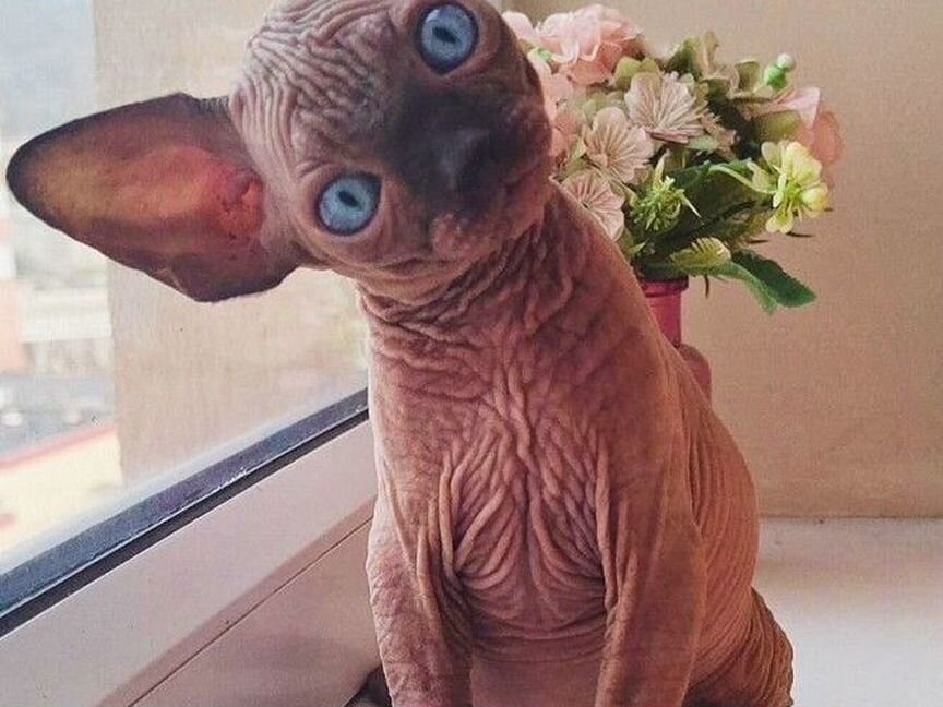 Канадский сфинкс Jewellery мальчик