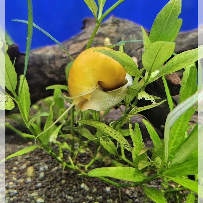 Ампулярия желтая