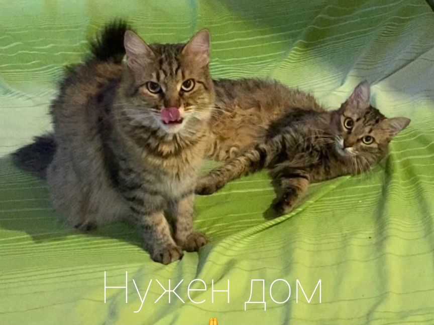 Кошечки с тяжелой судьбой ищут маму