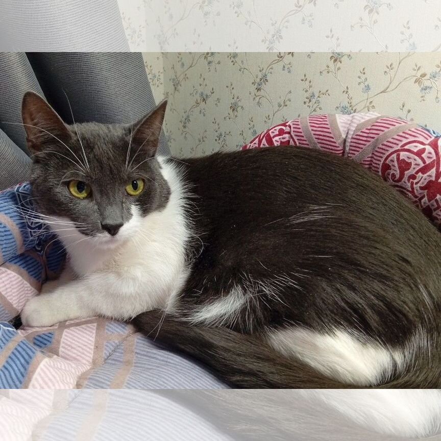 Европейский короткошёрстный кот, взрослый