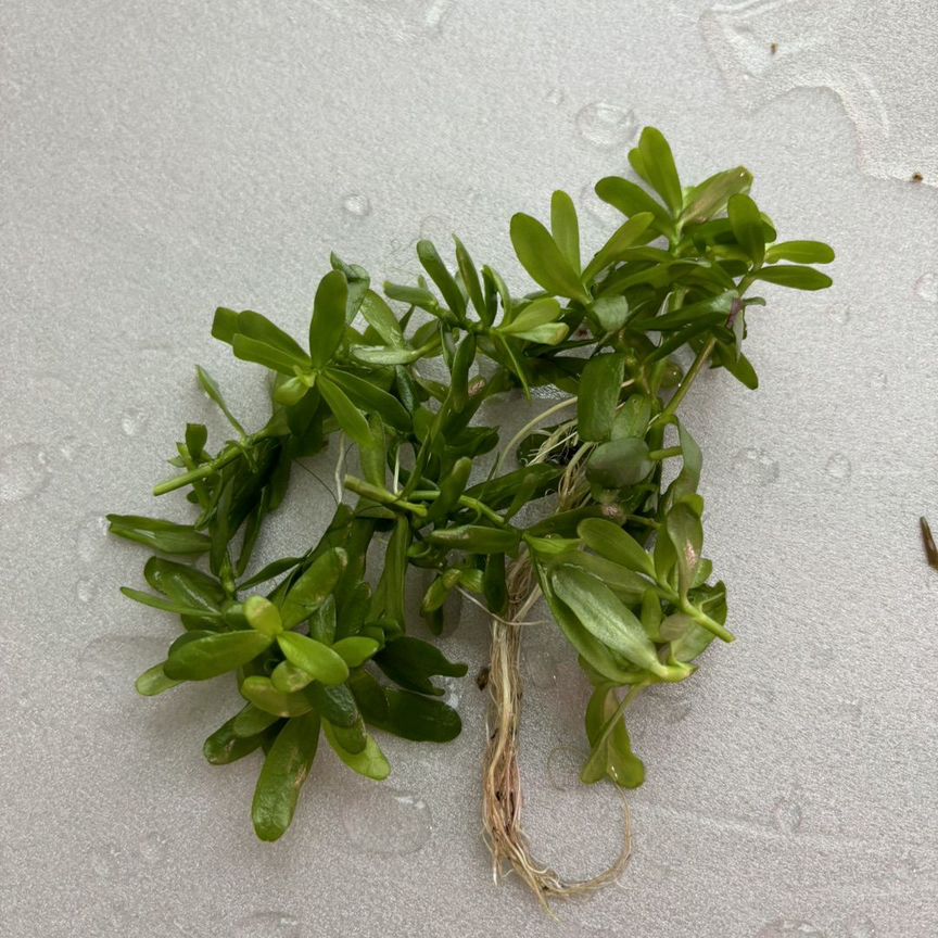 Травка мох для аквариумов