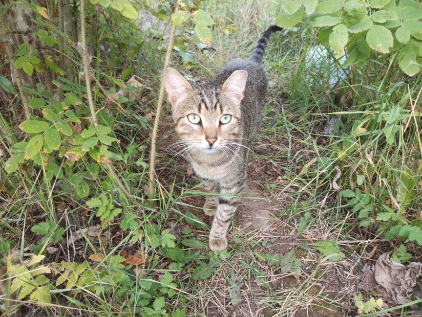 Кот в поисках дома