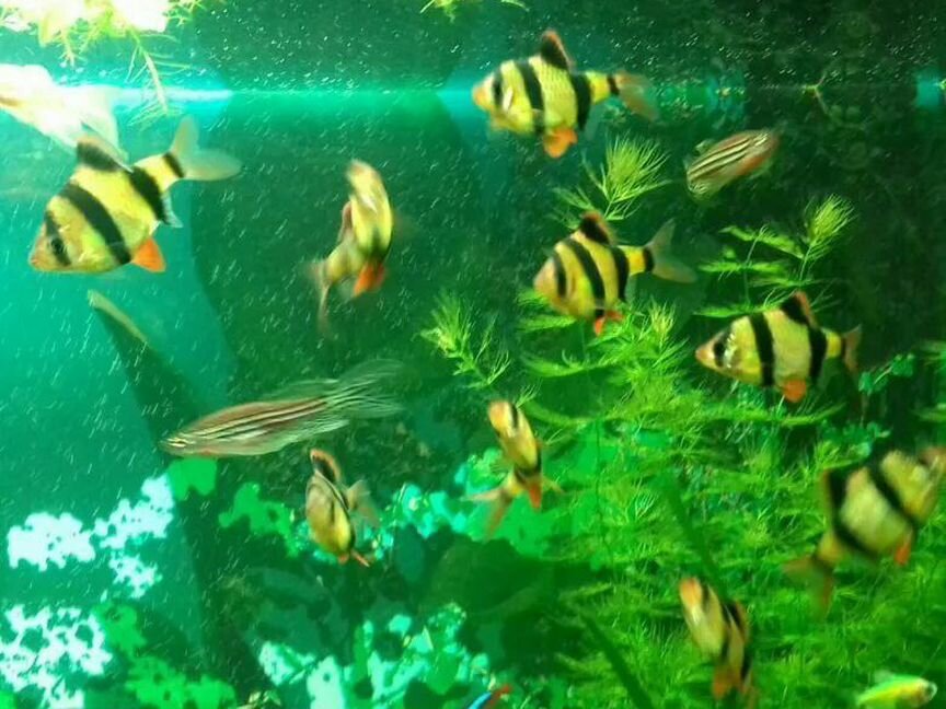 Барбус суматранский