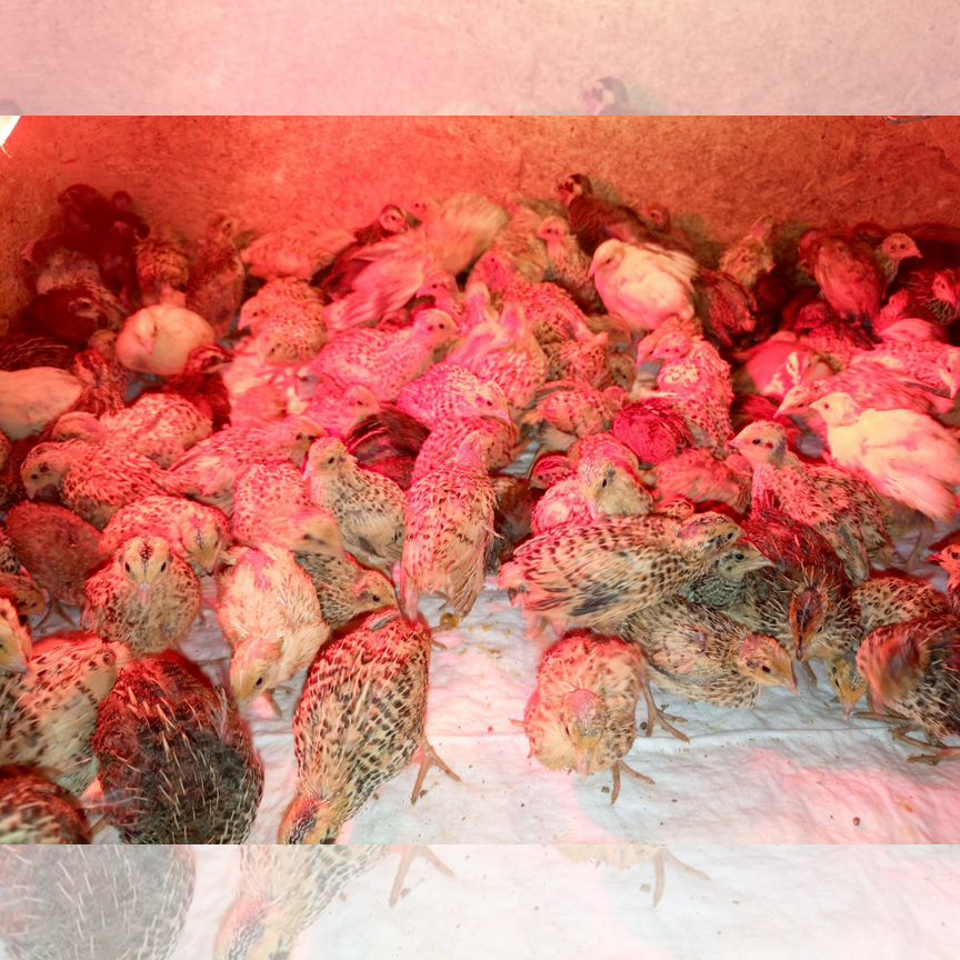 Замороженные цыплята перепелки