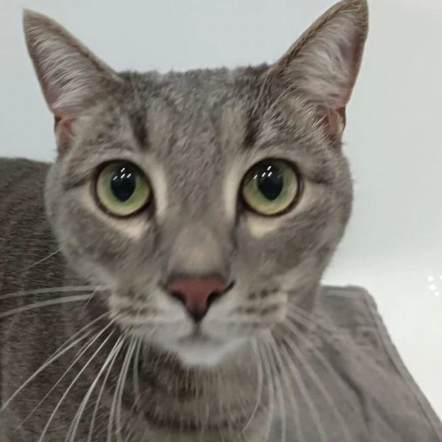 Взрослый кот в добрые руки