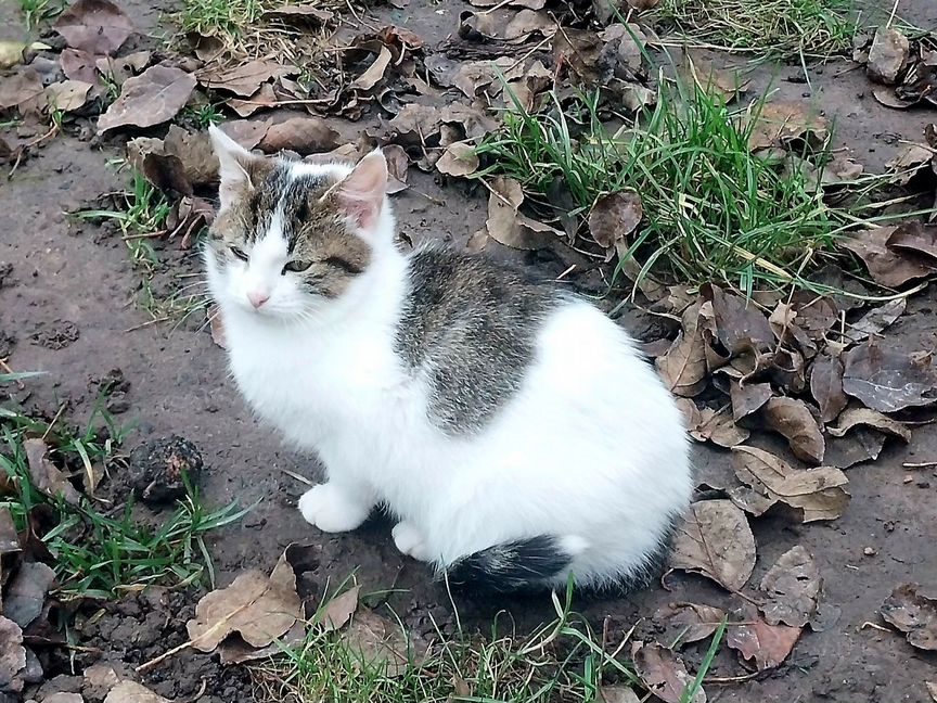 Кошки в добрые руки бесплатно