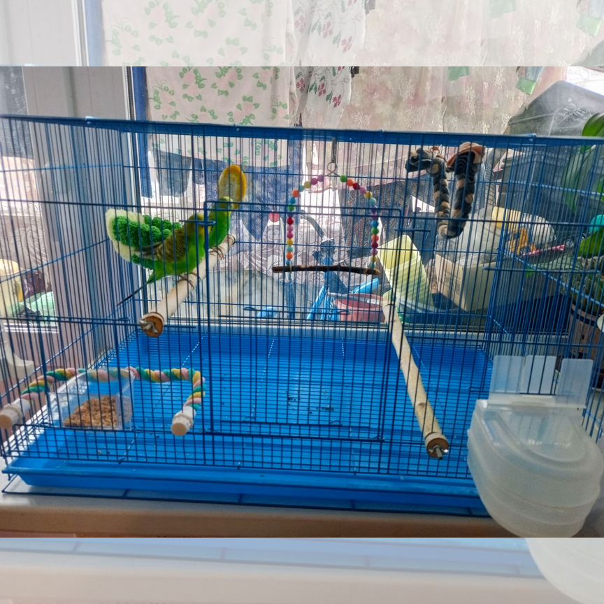 Волнистый попугай