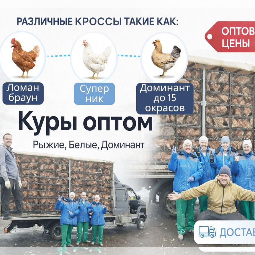 Рыжие куры для двора, белые куры для яйца