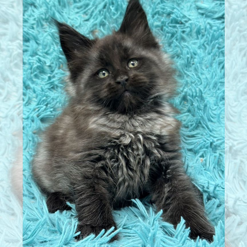 Мейн-кун котёнок