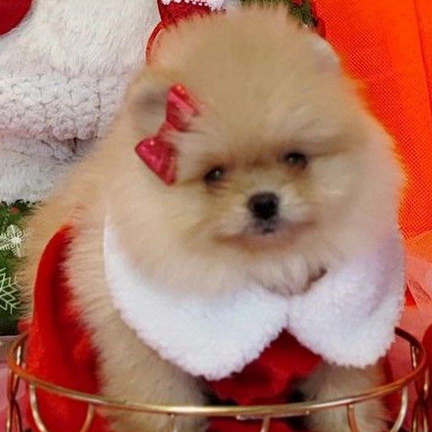 Померанский шпиц, щенок