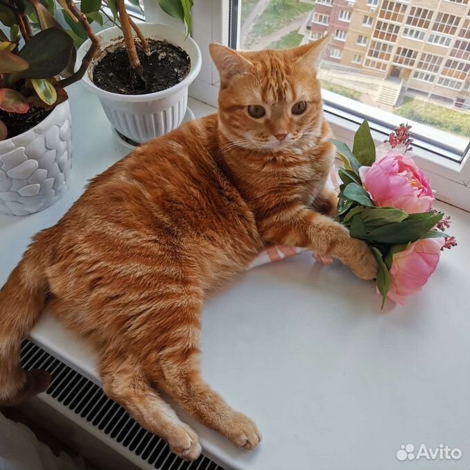 Вязка. Котик ждёт свою кошечку