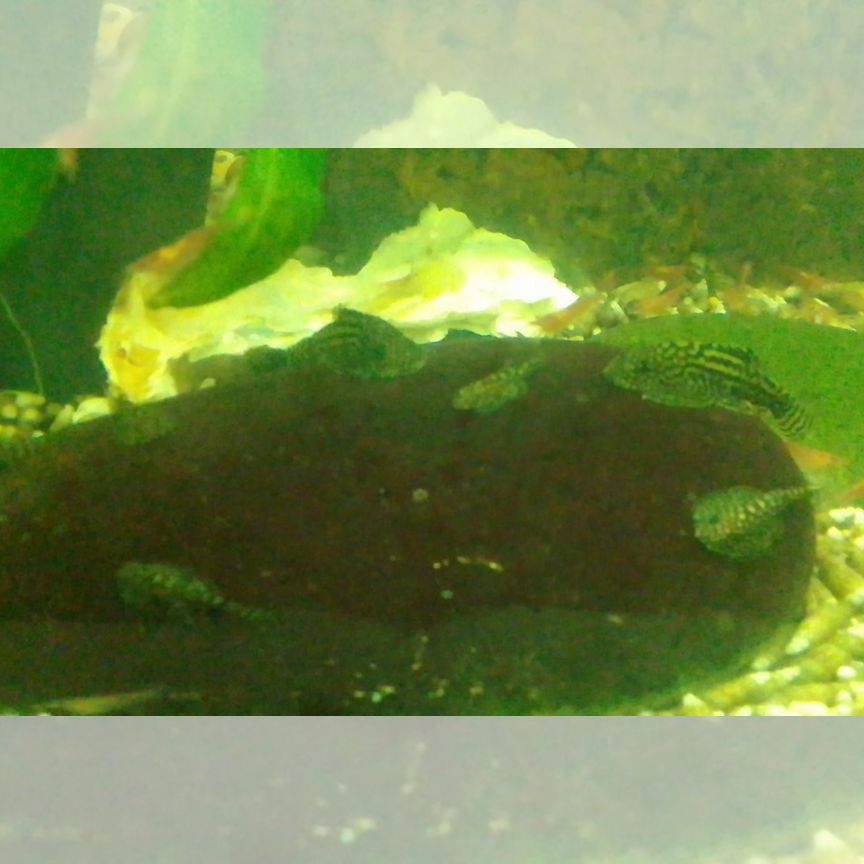 Аквариумные рыбки -Гастромизоны