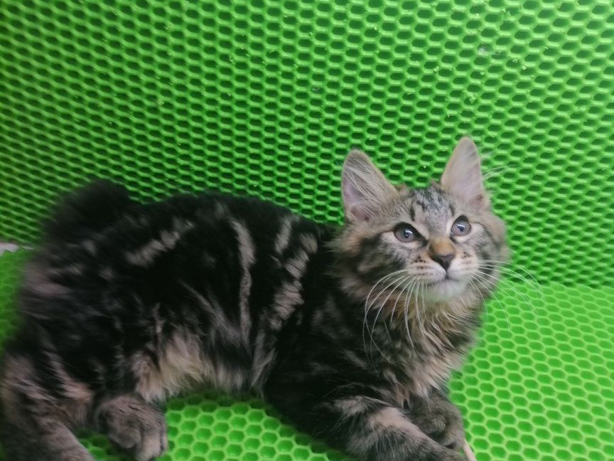 Котята, кошки,Курильский бобтейл