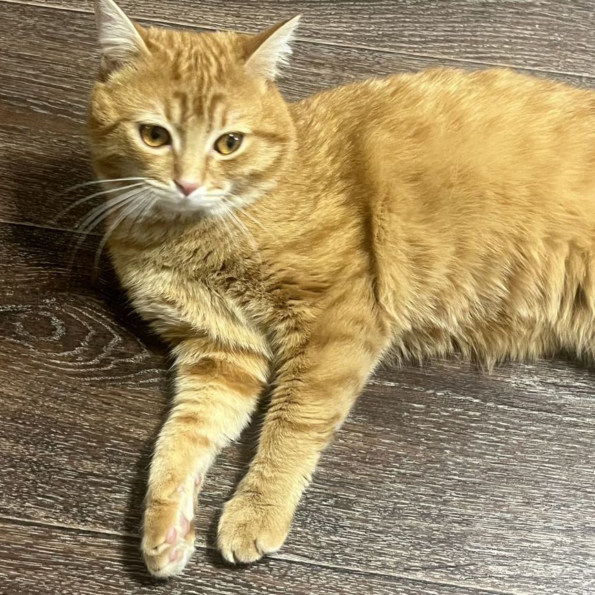 Взрослый кот в добрые руки