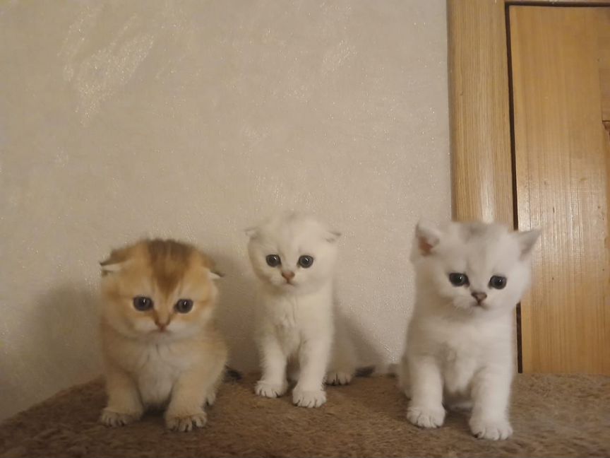 Продам шотландских котят