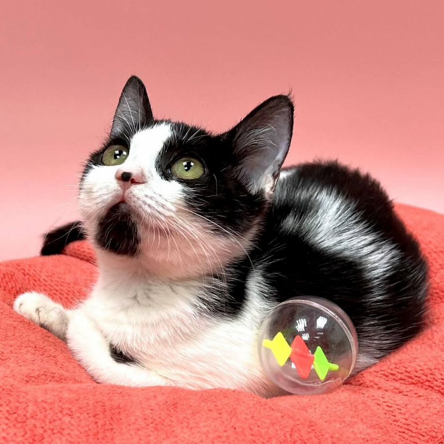 Котёнок в добрые руки