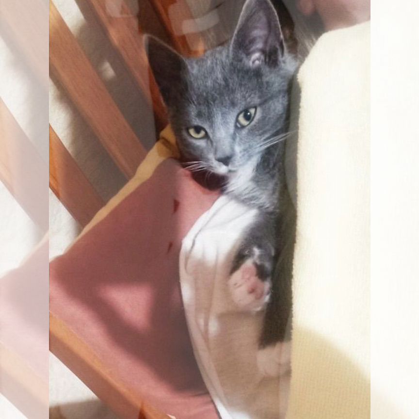 Котёнок в добрые руки